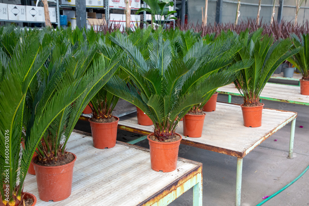 Palm tree - Cycas revoluta, a valuable ornamental plant species from ...