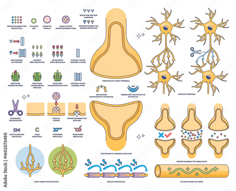 Synapse and neurotransmission visualizes neuron terminals, synaptic cleft, and neurotransmitter ...
