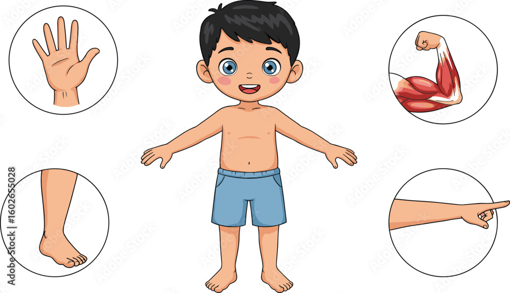 Educational human anatomy illustration for children showing cartoon boy ...