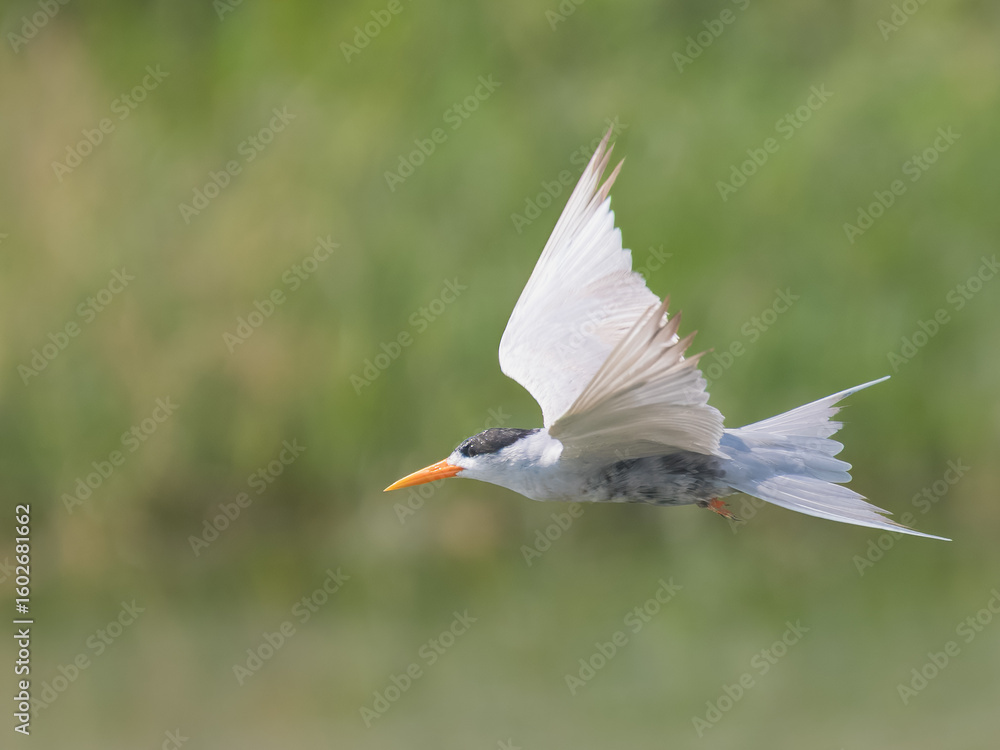 Photo Stock Black-bellied Tern Sterna acuticauda Endangered on IUCN Red ...