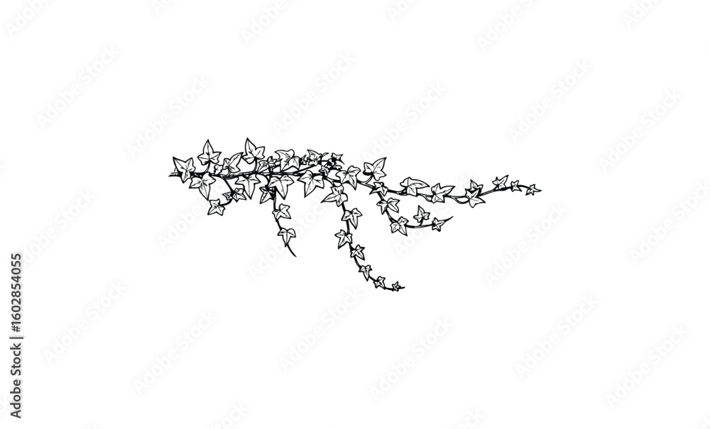 Intricate ivy vines with leaves in detailed black and white line art ...