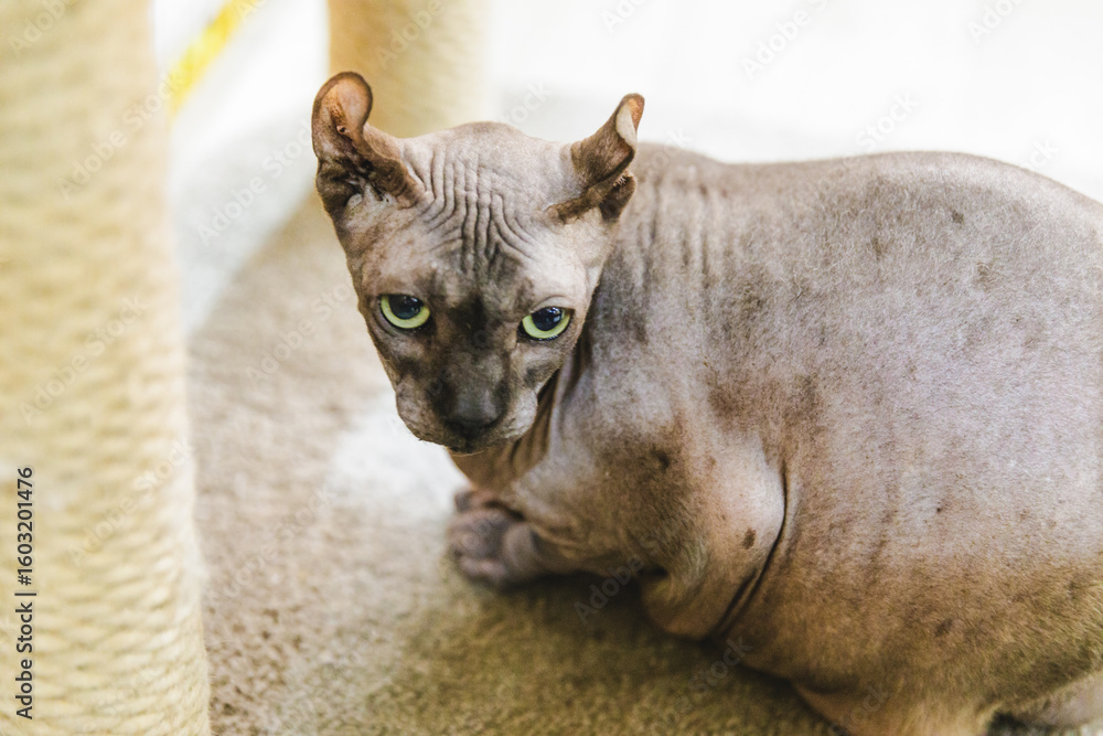 Funny Don Sphynx cat with big green eyes and elf ears, unusual cats ...