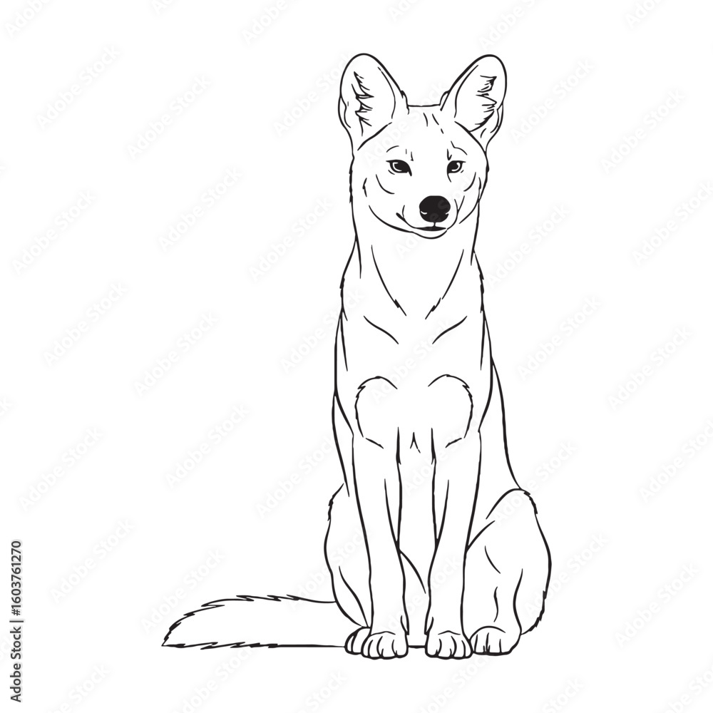 Asian Dhole Wild Canine Type - Dhole vector - Dhole Line art - Dhole ...