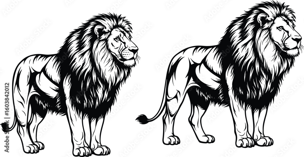 Cad drawing flat vector illustration of standing lions, detailed wild ...