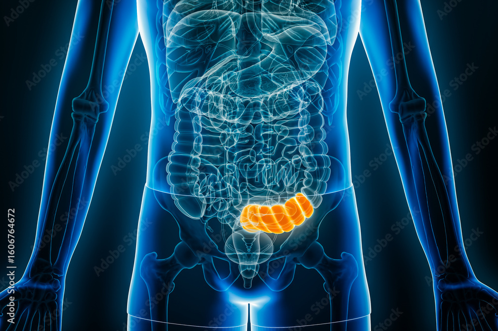 X-ray anterior or front view of human sigmoid colon 3D rendering ...