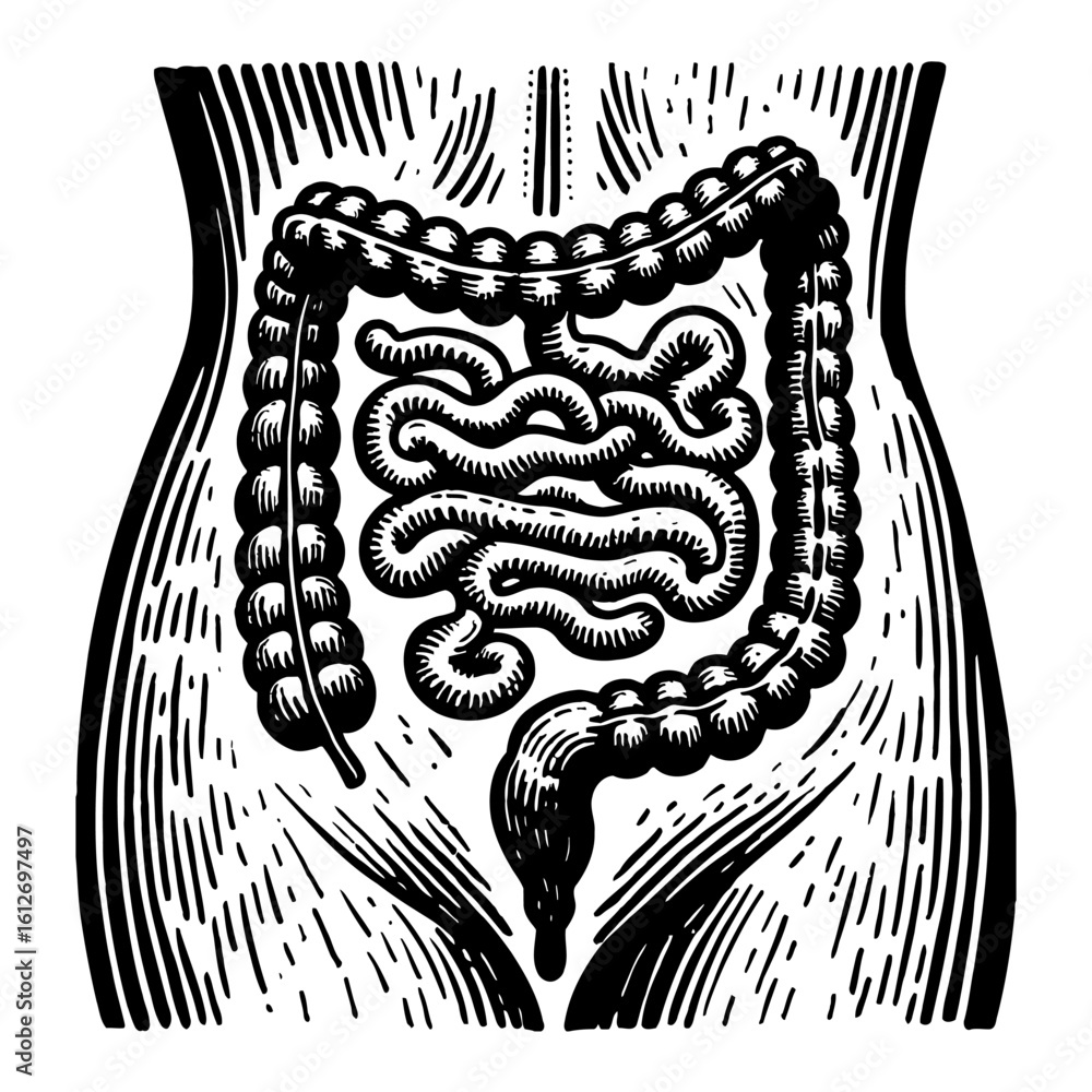 Vector de Stock Human Digestive System Intestines Anatomy Internal ...