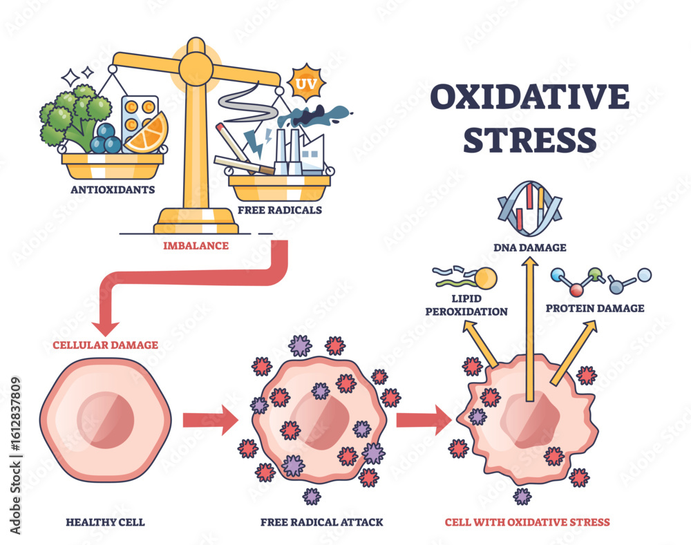 Oxidative stress shows imbalance between antioxidants and free radicals ...