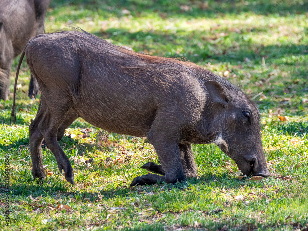 This is how warthogs feed. Here is a cute, very young warthog ...
