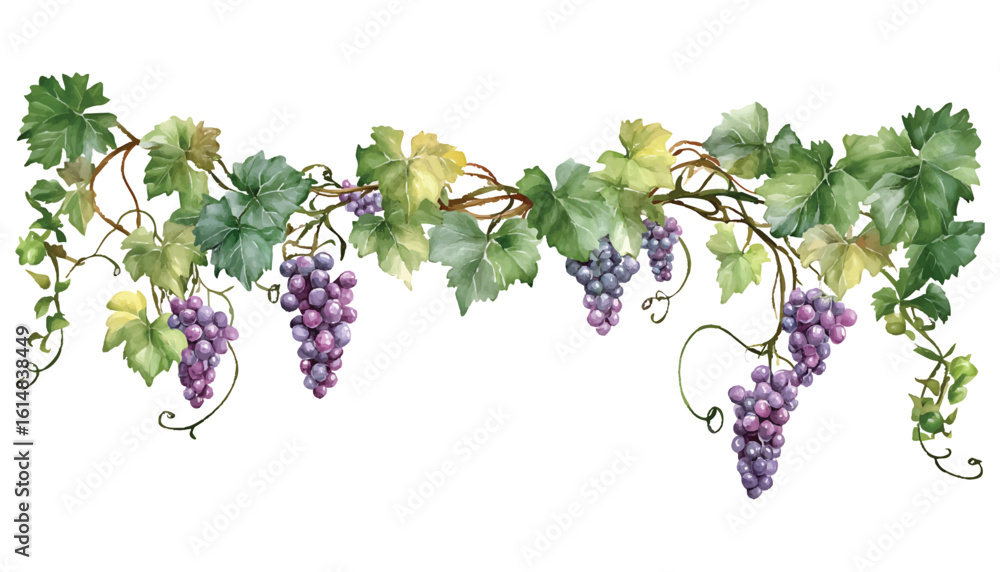 Watercolor grape leaves and branches with purple grapes border vine ...
