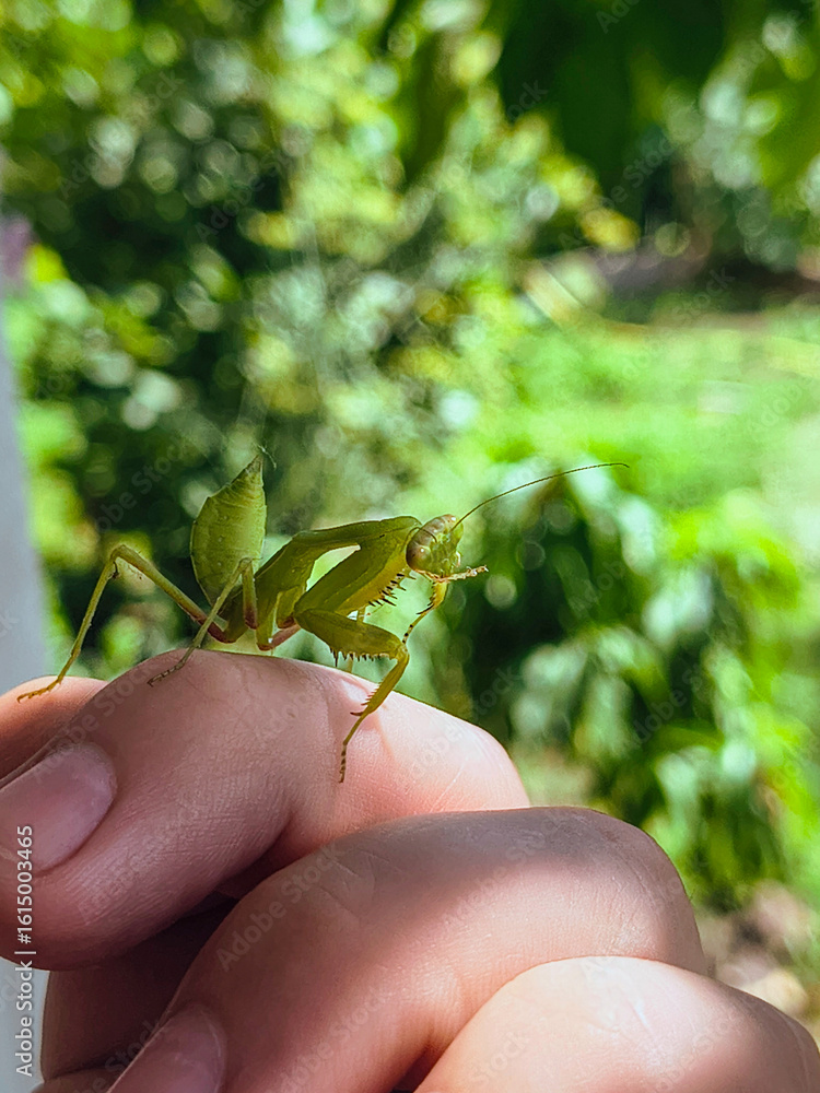 praying mantis. Mantis religiosa, The green praying mantis is in danger ...