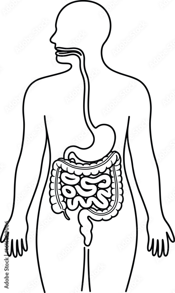 Human digestive system line drawing, anatomy diagram, gastrointestinal ...