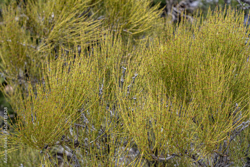 Ephedra viridis, green Mormon tea, Brigham tea, green ephedra, and ...