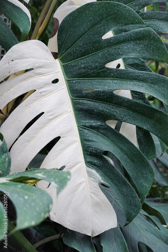 Close-Up of Variegated Monstera Leaf. Monstera Albo with White and ...