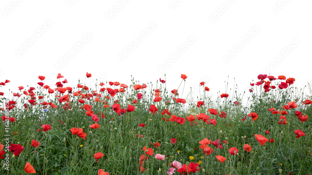 Foreground of blooming red poppies in shade, isolated on transparent ...