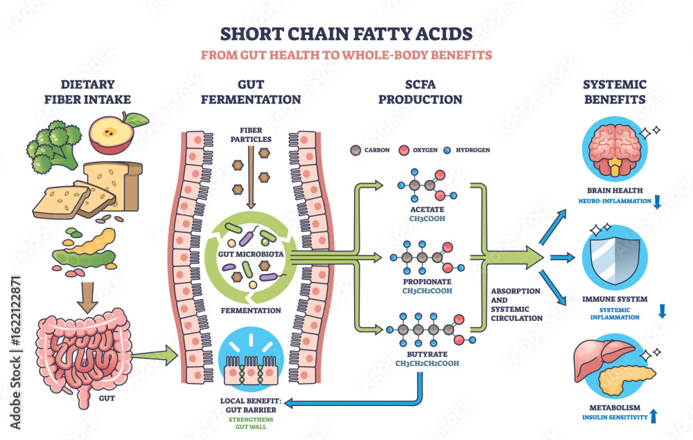Short chain fatty acids diagram shows gut fermentation, SCFA production, and systemic benefits ...