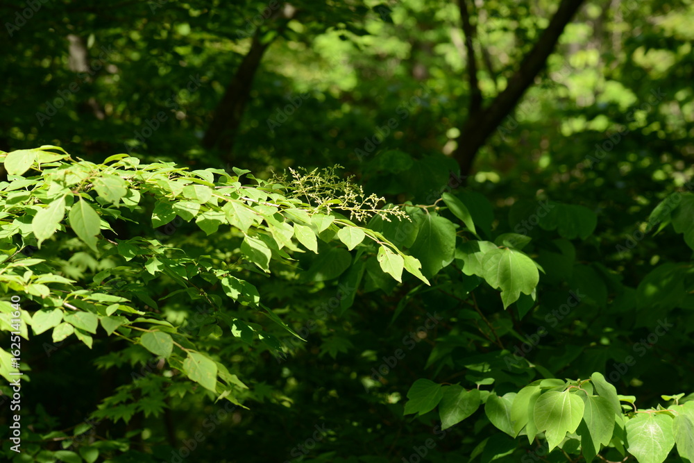 Syringa pubescens subsp. patula (Korean name: Jeonghyangnamu), a Korean ...
