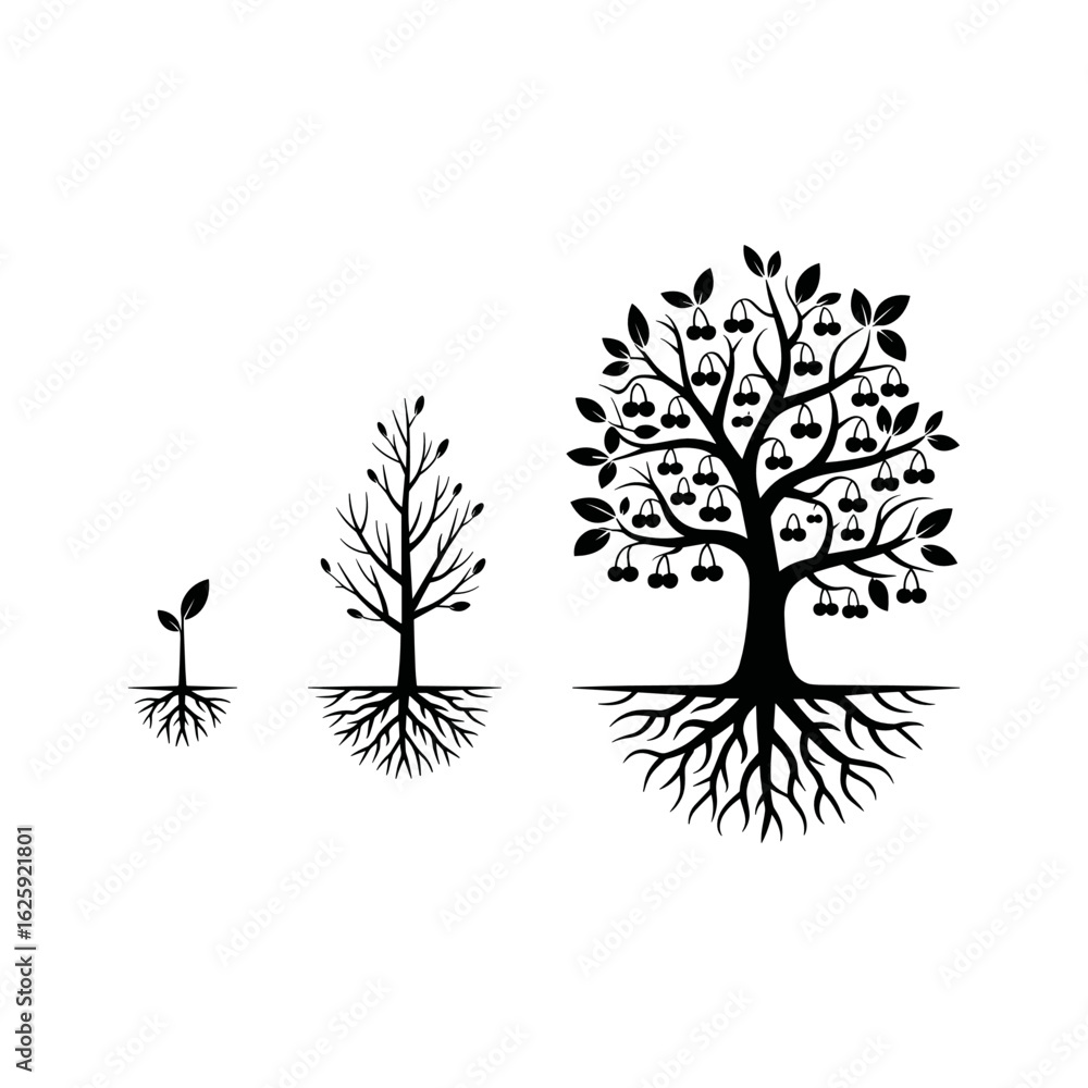 Tree Growth Stages: A graphic representation shows the life cycle of a ...