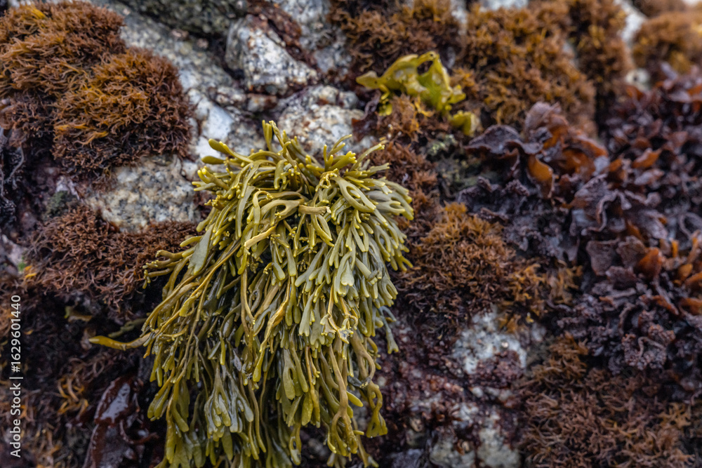 Silvetia compressa, Silvetia is a genus of brown algae, rockweed. 17 ...