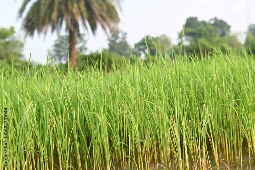 Rice nursery in the field. Growing rice nursery in the field before ...