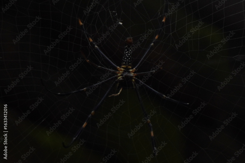 Delicate Daddy Long-legs Spider with long, thin legs and small body ...