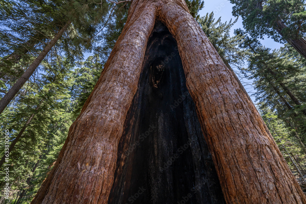 General Grant Grove, Kings Canyon National Park, The western slopes of ...
