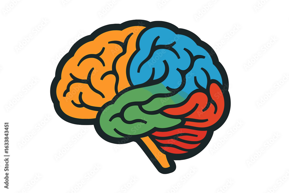 Colorful Human Brain Regions Vector Illustration, Educational Diagram ...