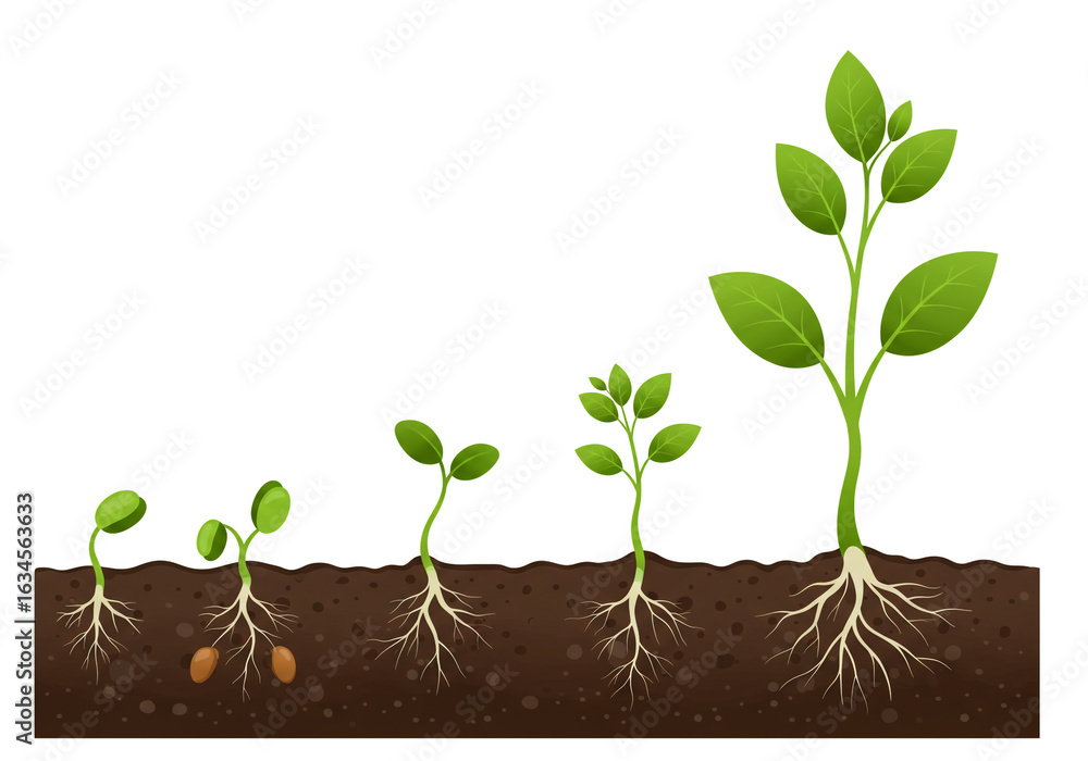 Stages of plant growth from seed to fully grown plant with roots in ...