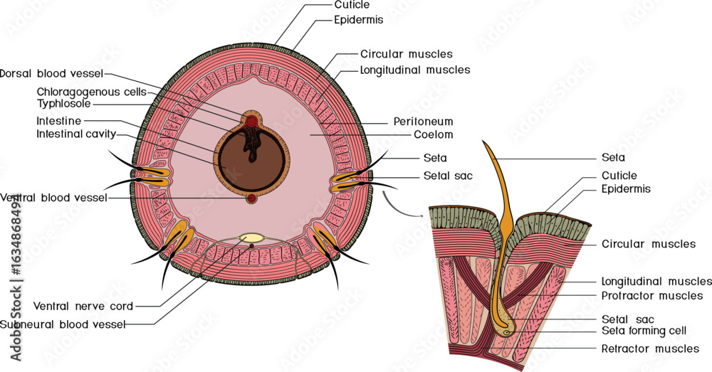 Cross section and structure diagram of seta of earthworm. Diagram of ...