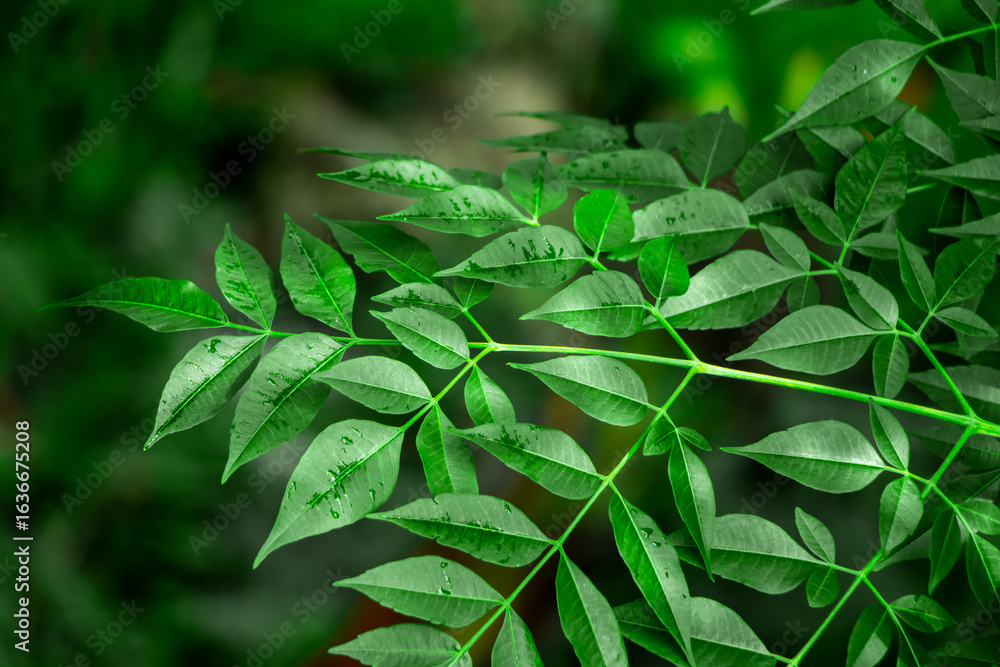 New top leaf of neem plant. Azadirachta indica. Medicine tree Stock ...