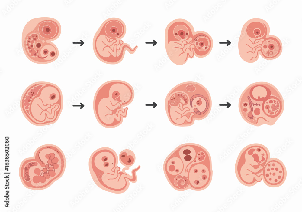 Illustration of Human Embryonic and Fetal Development Stages, including ...