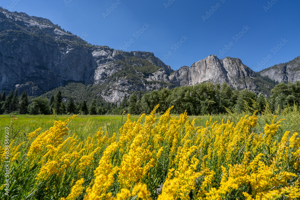 Fotografie Solidago, goldenrods, is a genus of about 100 to 120 species ...