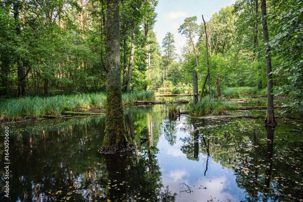 Idyllic Briese valley with its enchanting forests and views of the ...