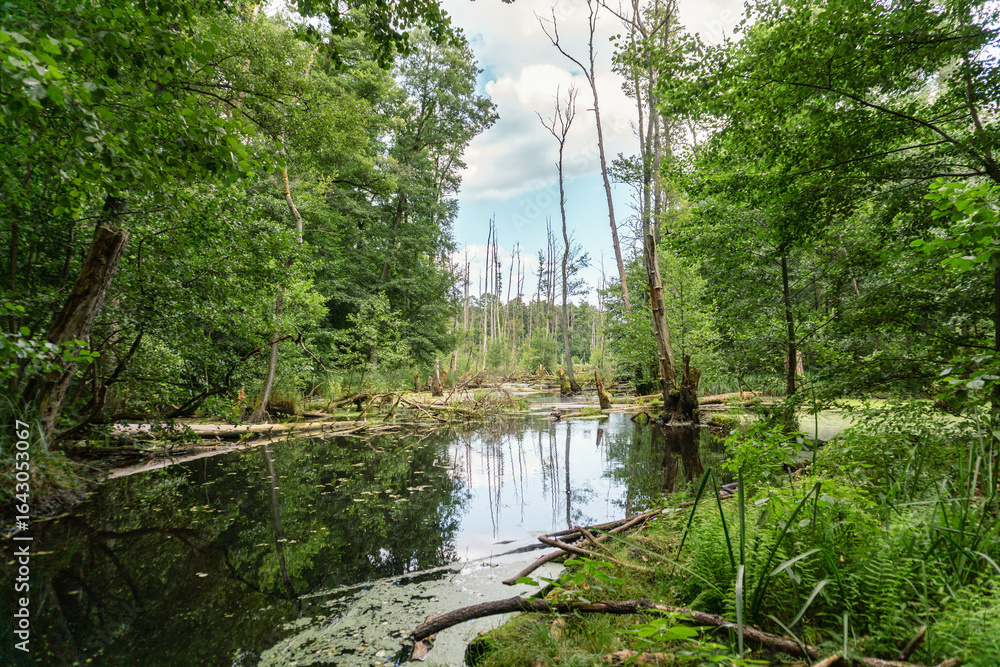 Idyllic Briese valley with its enchanting forests and views of the ...