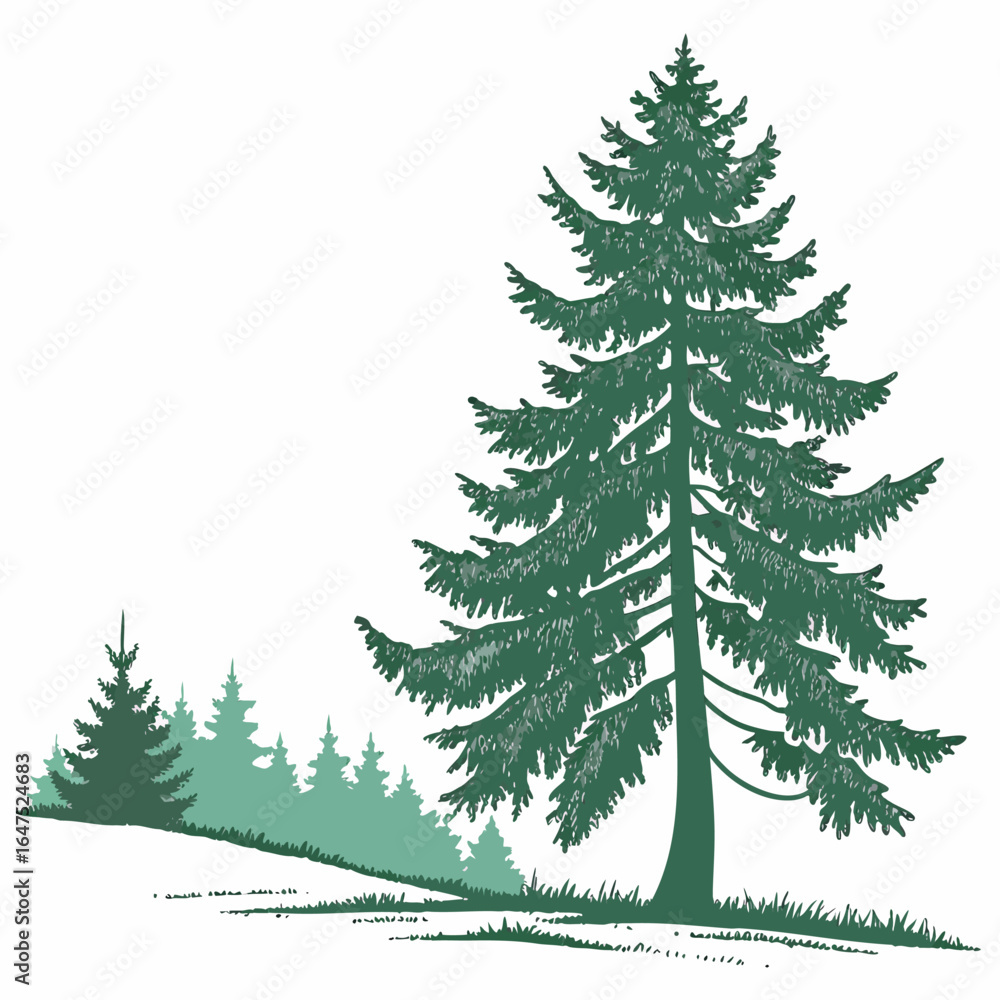 A balsam fir evergreen tree standing isolated on a clean background ...