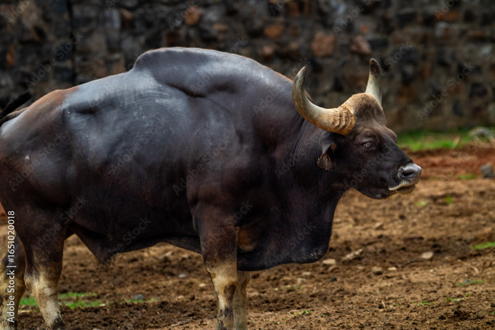 Indian gaur in the zoo. Arignar Anna Zoological Park, Vandalur zoo ...