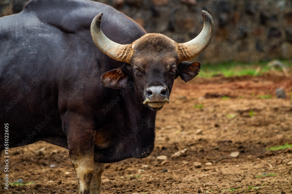Indian gaur in the zoo. Arignar Anna Zoological Park, Vandalur zoo ...