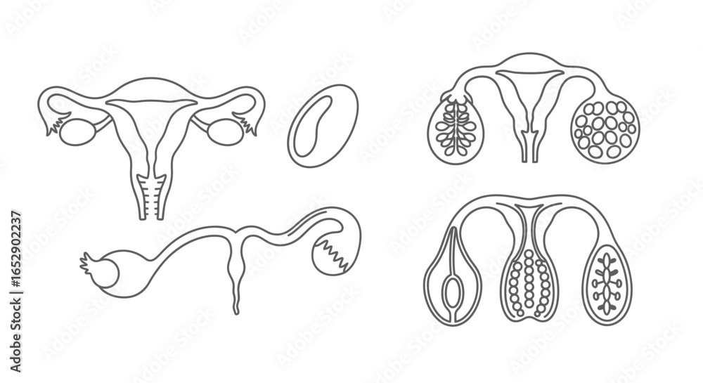 Diagrams of the female reproductive system, including the uterus ...