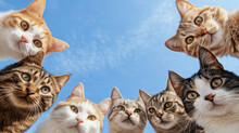 7 Cats In Various Colours Free Stock Photo - Public Domain Pictures