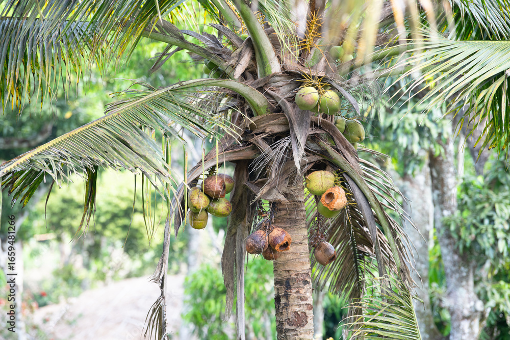 Coconuts growing on a palm tree in India, tropical climate, beach of ...