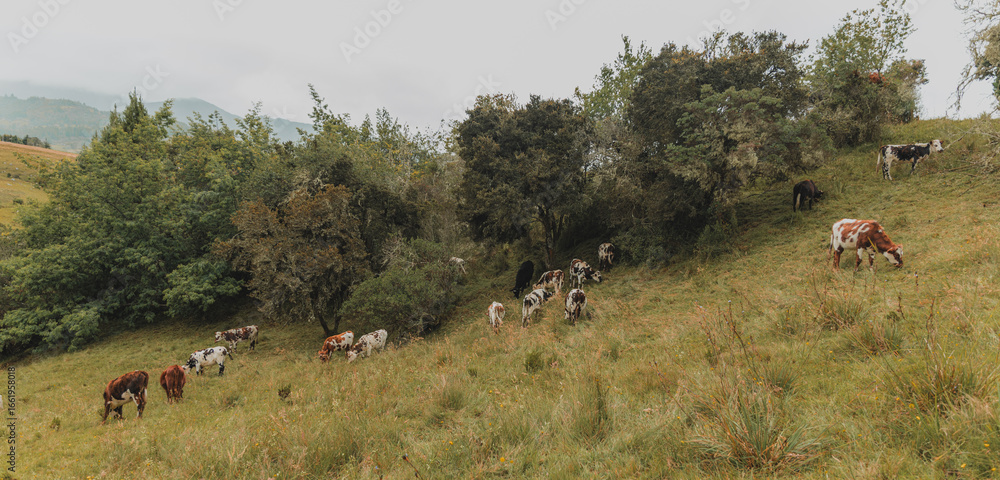 Ganado, cabras de monte, paisajes del paramo Colombiano ubicado en ...