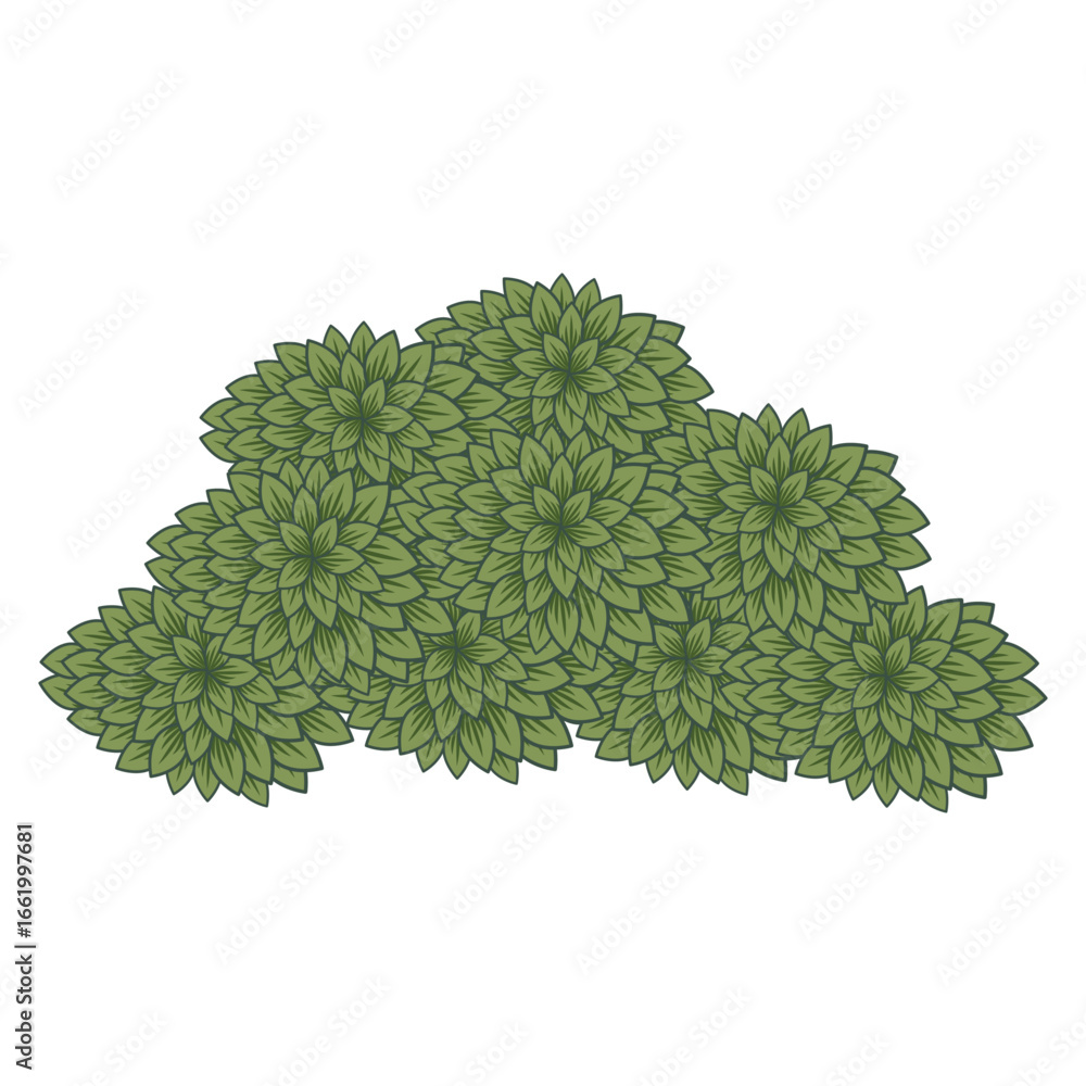 Indian Tropical Tree and Decorative Botanical Vector Illustration in ...