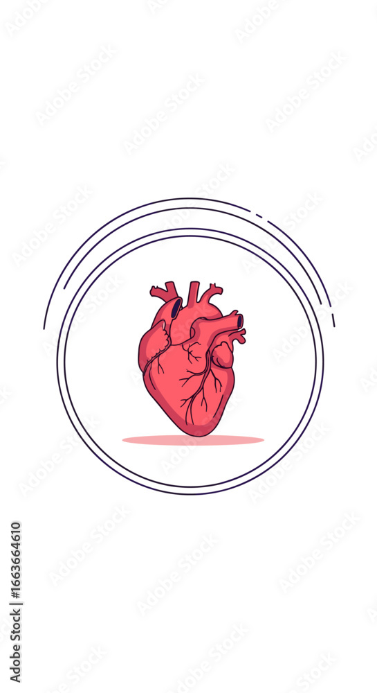 Image vectorielle Stock Understanding the human heart its structure ...