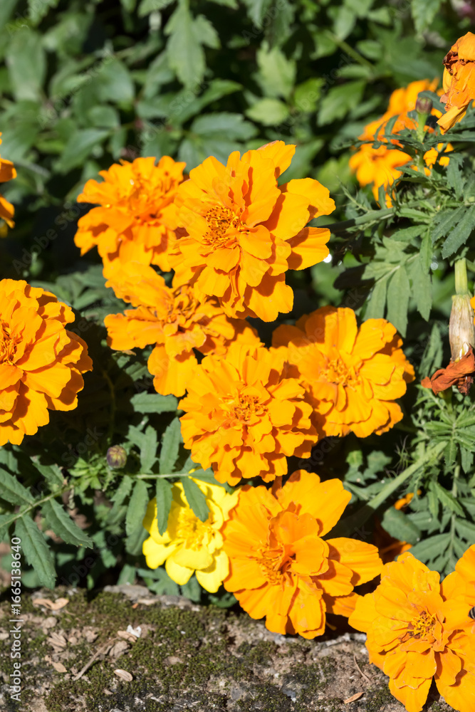 Beautiful French marigold (Tagetes patula) flowers. Stock Photo | Adobe ...