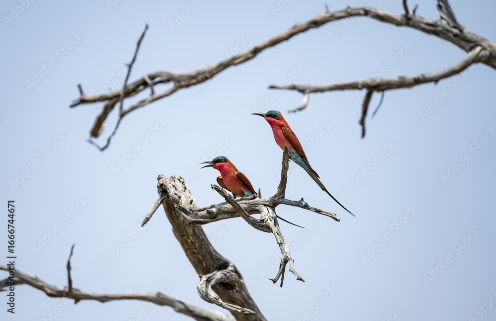 Scarlet Bee-eater (Merops nubicoides), two bee-eaters sitting on a dead ...