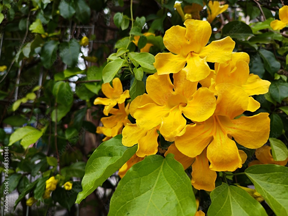 Yellow Poui tree also known as Tabebuia chrysotricha or Handroanthus ...
