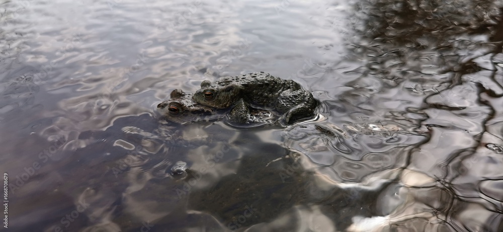 Frogs mating season in stream. Amplexus reproduction, small male large ...