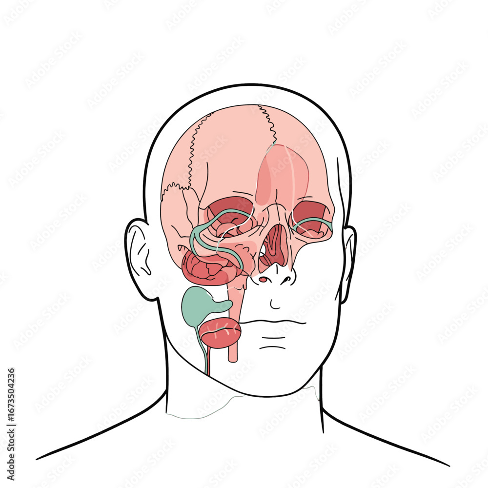 Illustrated Head Anatomy With Visible Brain Structure and Internal ...