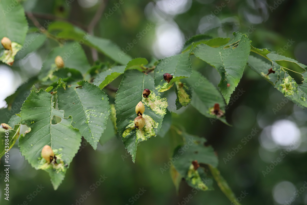 Tetraneura ulmi elm sack gall aphid also known as fig gall, is a ...