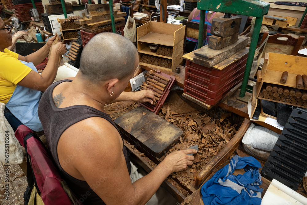 Cigar makers are sorting and preparing tobacco leaves inside a ...