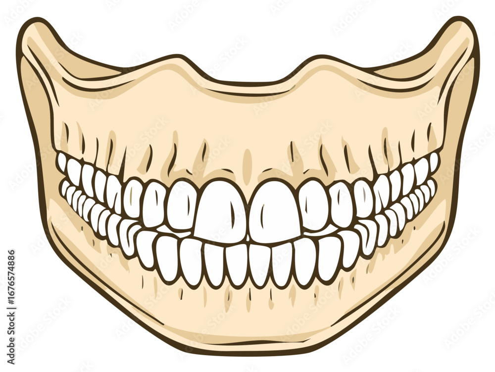 Cartoon Jaw Anatomy with Teeth Set in Bone Structure Illustration Close ...